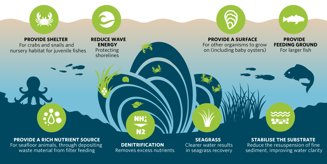 Restoring Botany Bay’s historic reefs